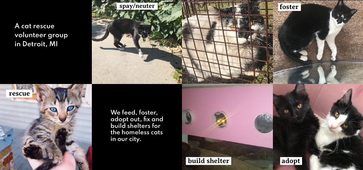 Detroit Alley Cats – Looking out for our Neighborhood Ferals