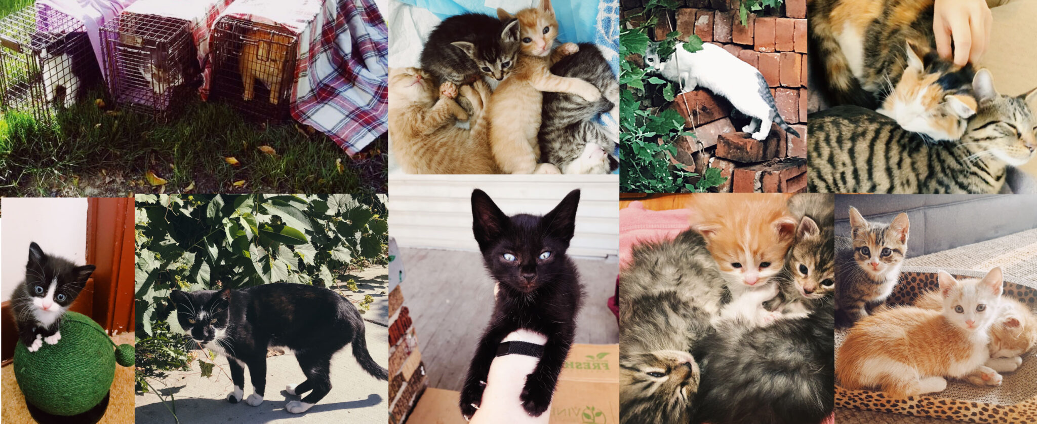 Detroit Alley Cats – Looking out for our Feline Neighbors