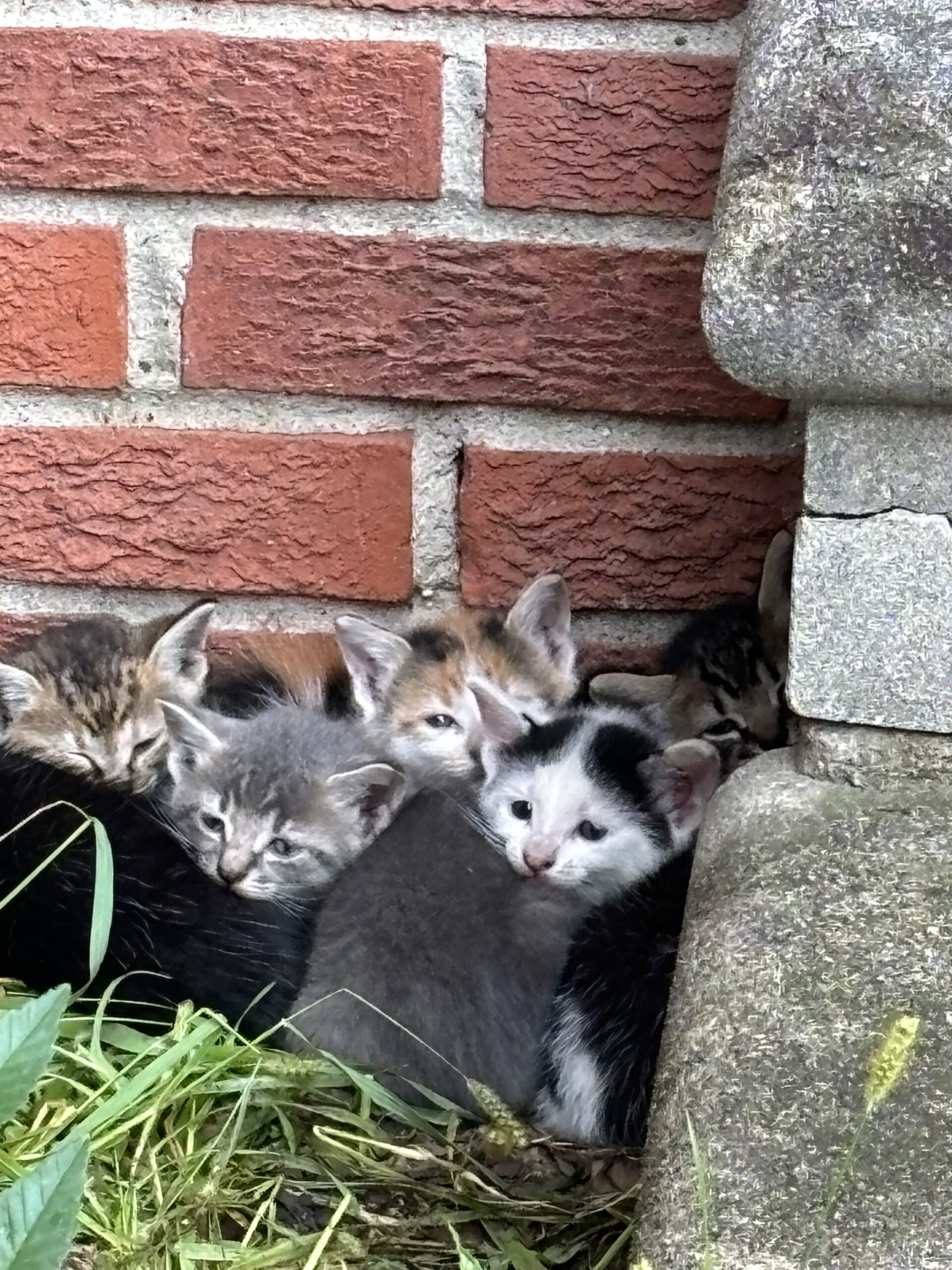 Get Help – Intake Policy – Detroit Alley Cats