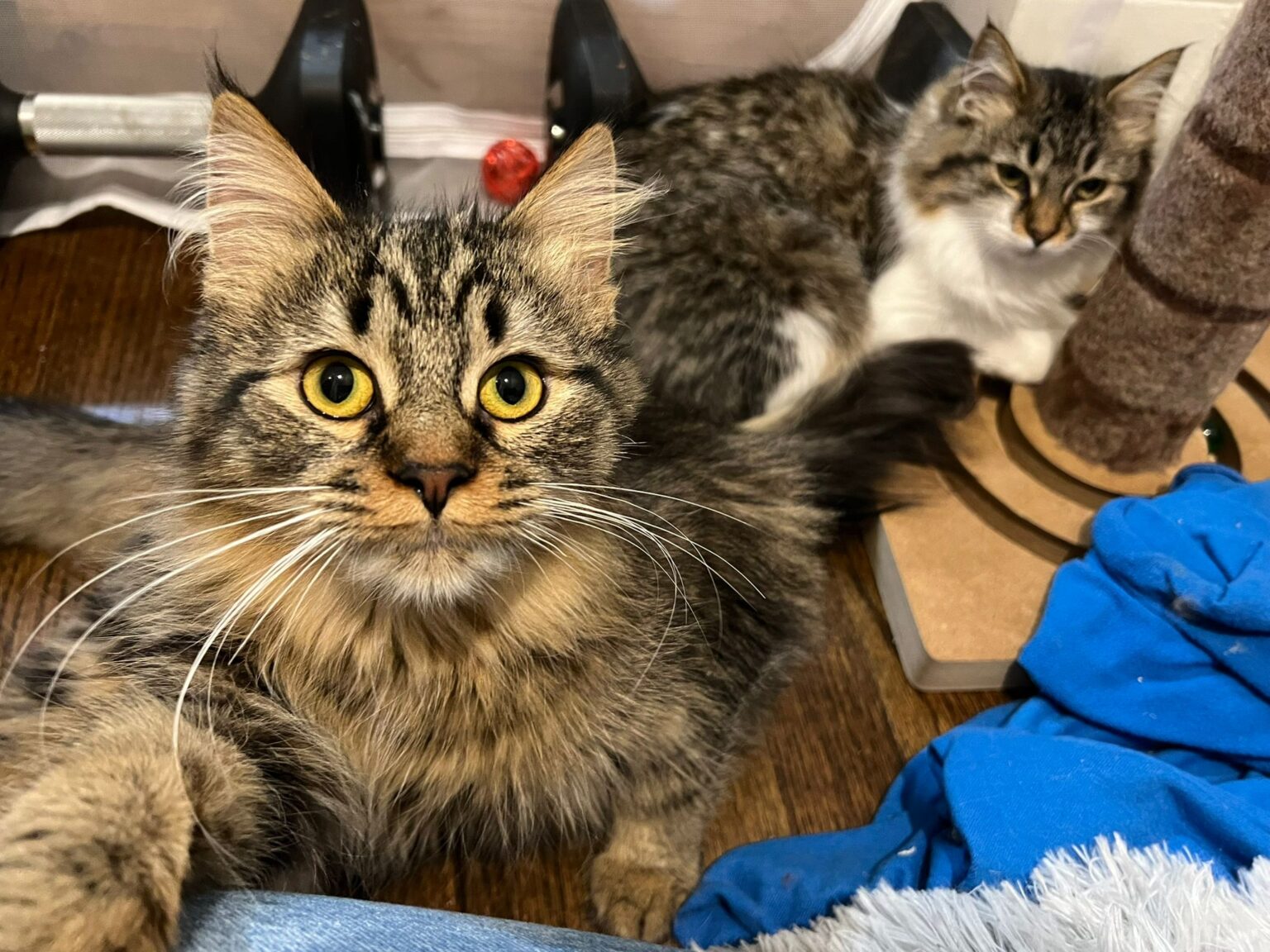 Adoptable Cats – Detroit Alley Cats