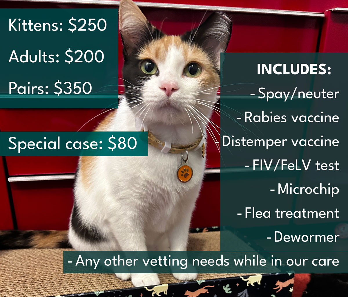 Adoptable Cats – Detroit Alley Cats