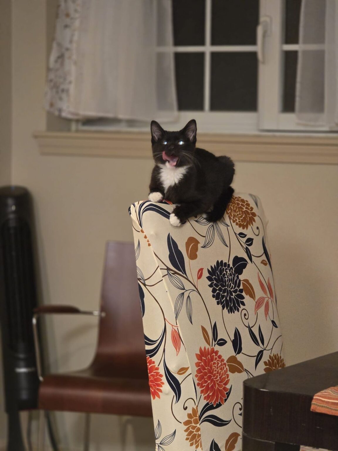 Adoptable Cats – Detroit Alley Cats