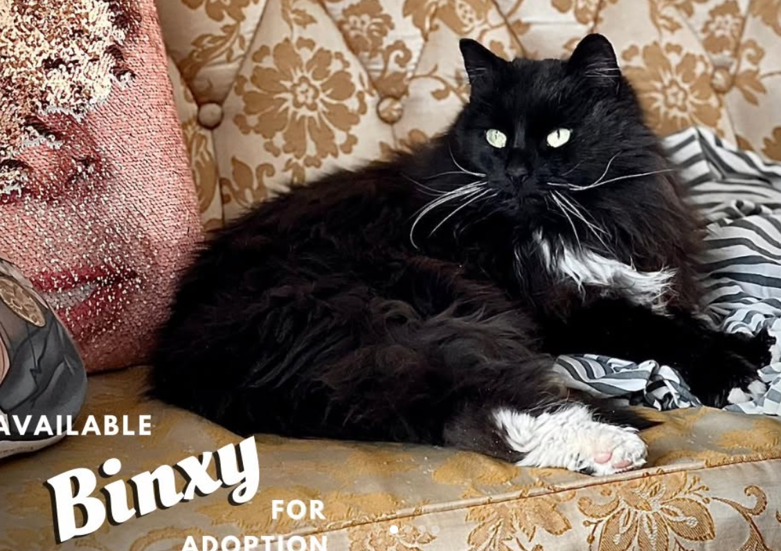 Adoptable Cats – Detroit Alley Cats