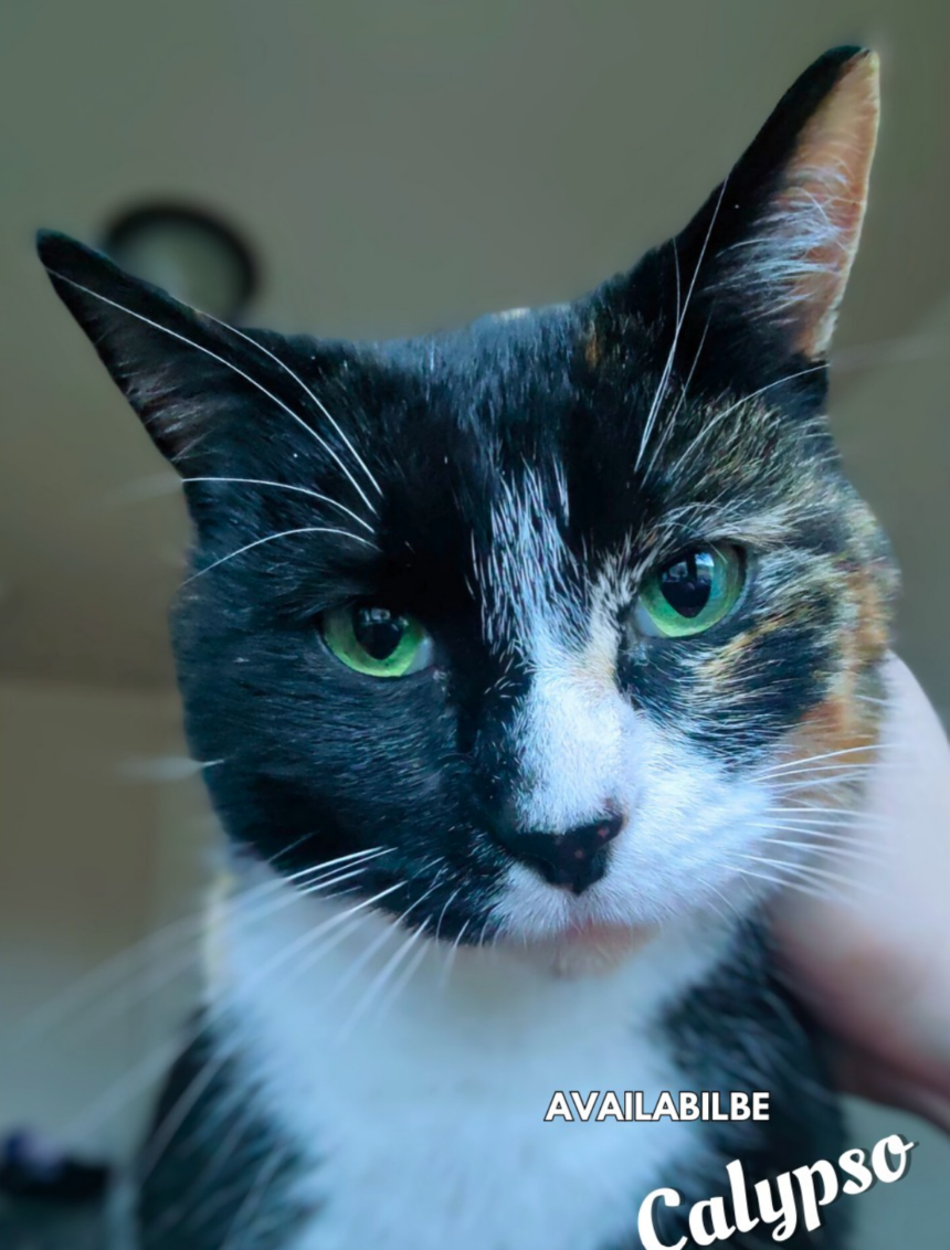 Adoptable Cats – Detroit Alley Cats