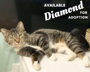 Adoptable Cats – Detroit Alley Cats