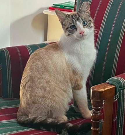 Adoptable Cats – Detroit Alley Cats