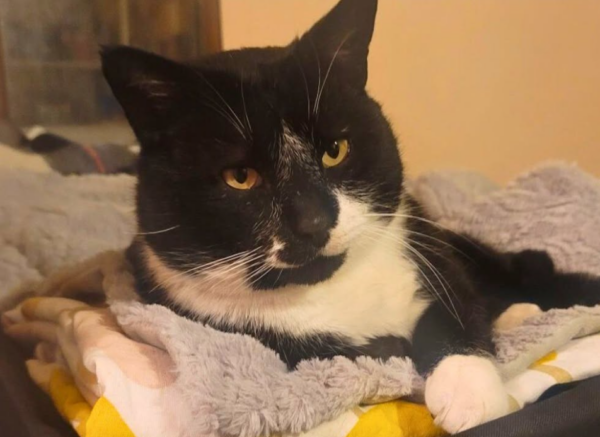 Adoptable Cats – Detroit Alley Cats