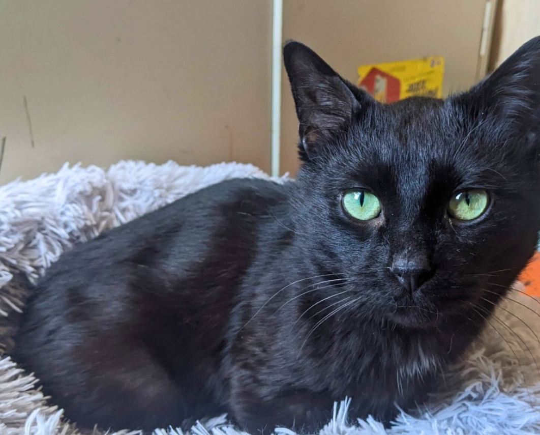 Adoptable Cats – Detroit Alley Cats