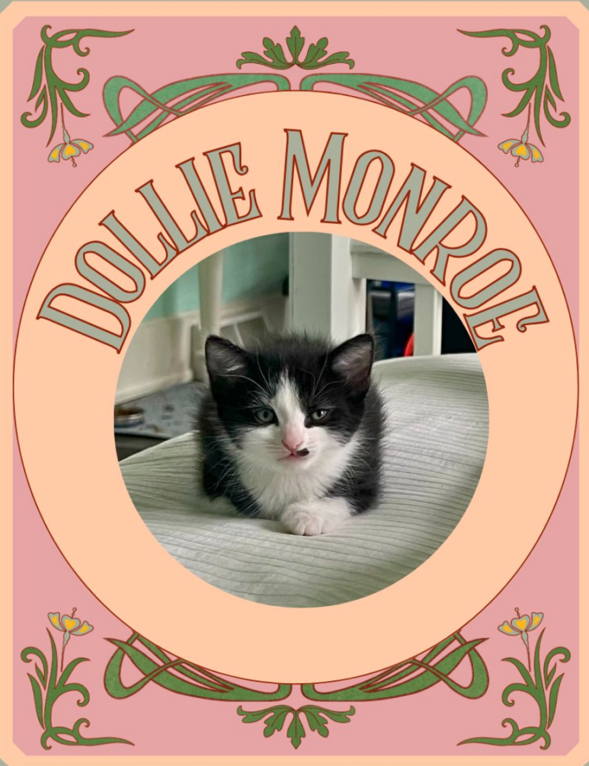 Adoptable Cats – Detroit Alley Cats