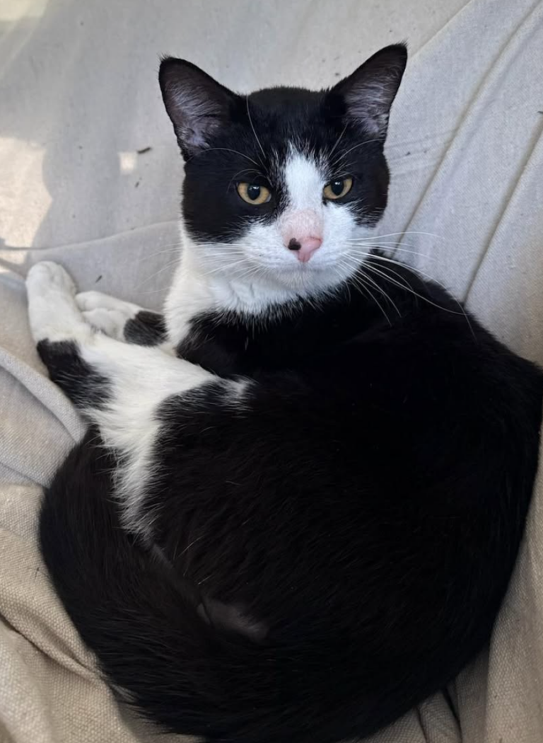 Adoptable Cats – Detroit Alley Cats