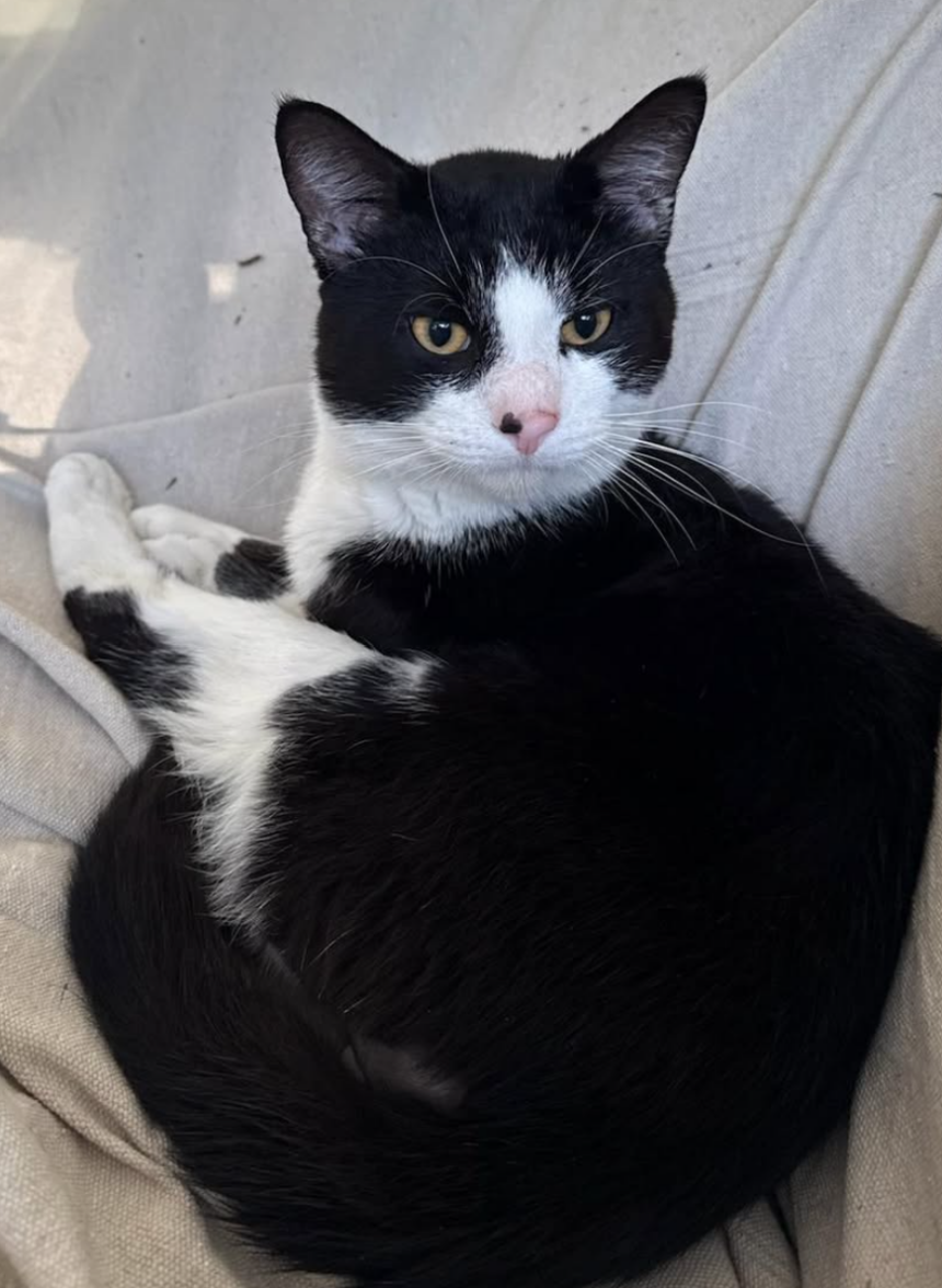 Adoptable Cats – Detroit Alley Cats