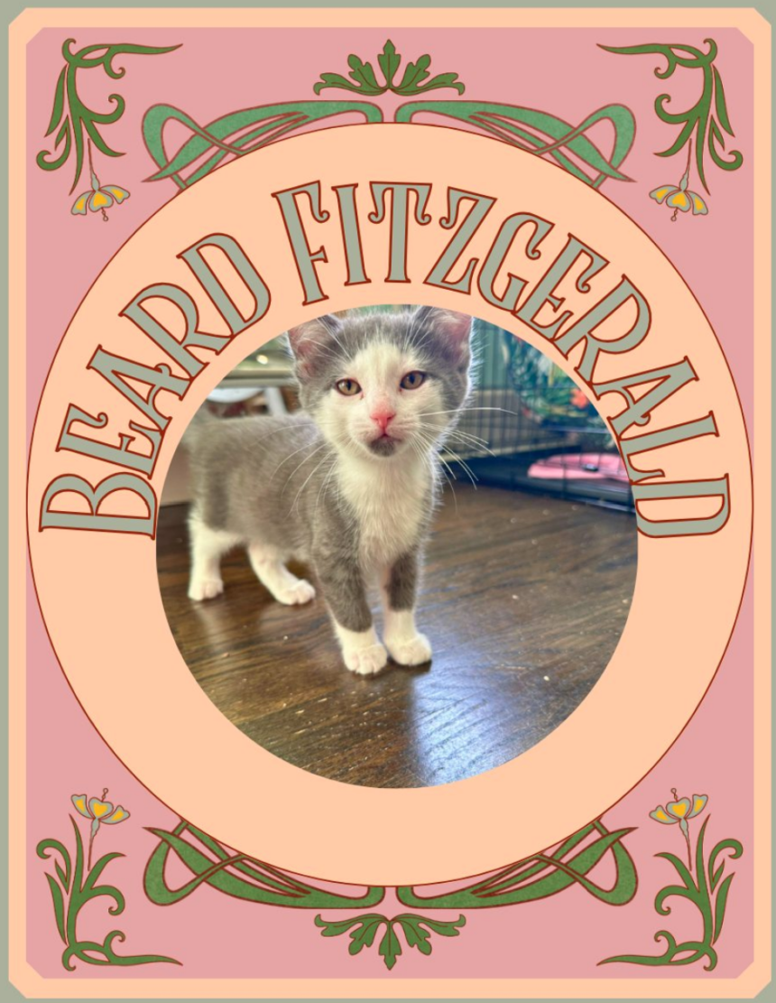 Adoptable Cats – Detroit Alley Cats