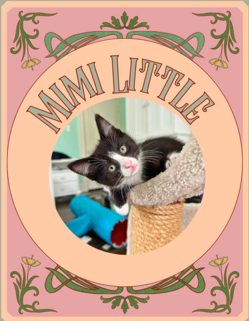 Adoptable Cats – Detroit Alley Cats